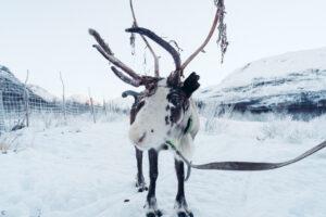 The Best Place for Reindeer Sledding in Tromsø, Norway - Heart My Backpack